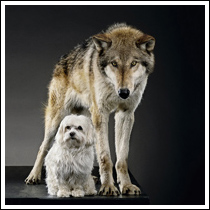 Kako je vuk postao pas | Hrvatsko prirodoslovno društvo